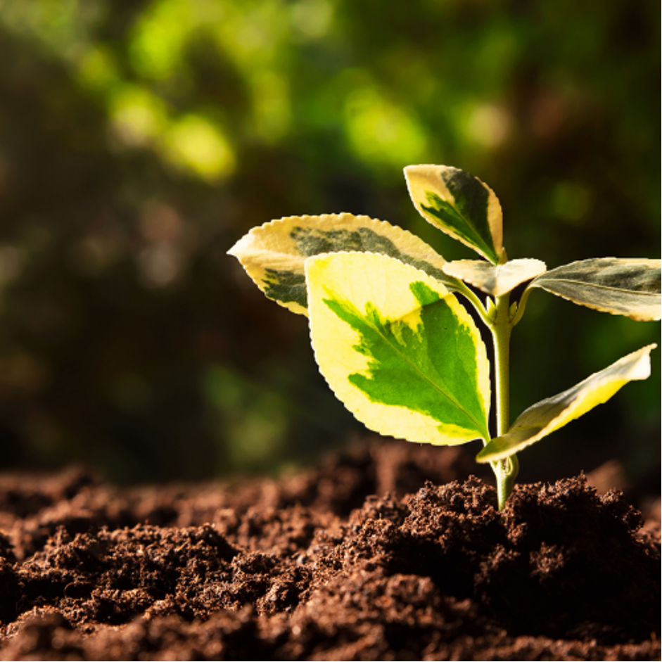 The Role of Soil Health in Preventing Lawn Fungal Infections